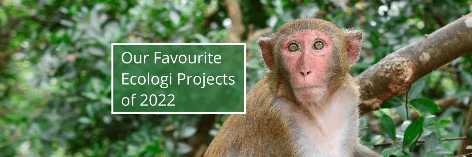Our Favourite Ecologi Projects of 2022 - Avrion CRM